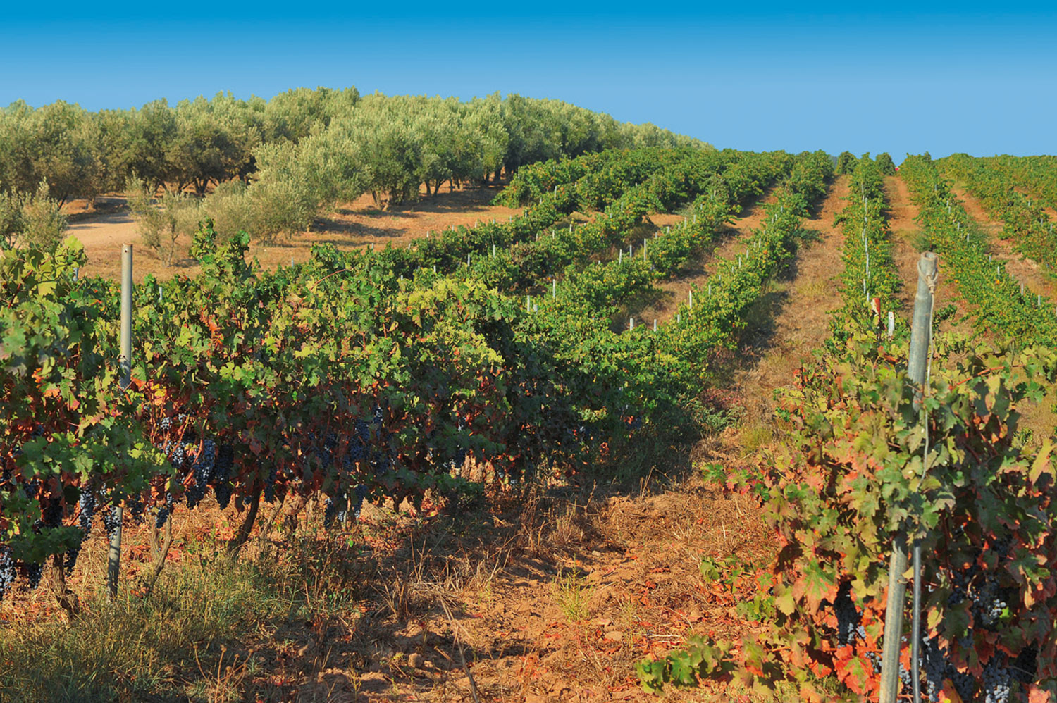 Château La Ferme Rouge | The winery