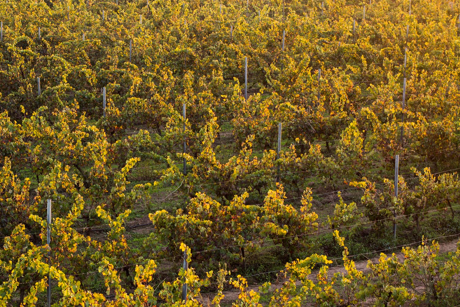 Château La Ferme Rouge | The winery