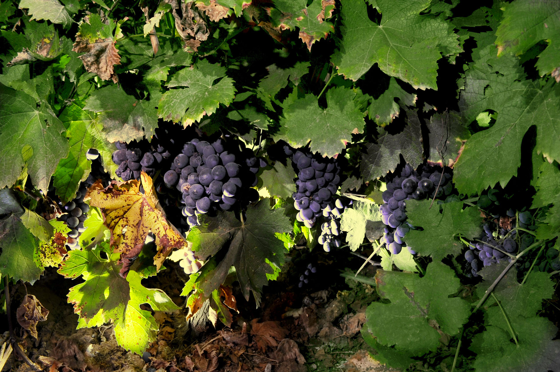 Château La Ferme Rouge | Galerie Photo