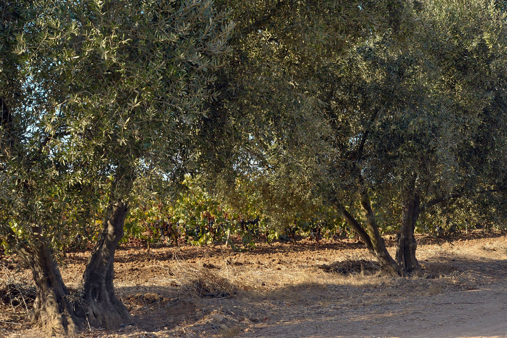 Château La Ferme Rouge | Galerie Photo