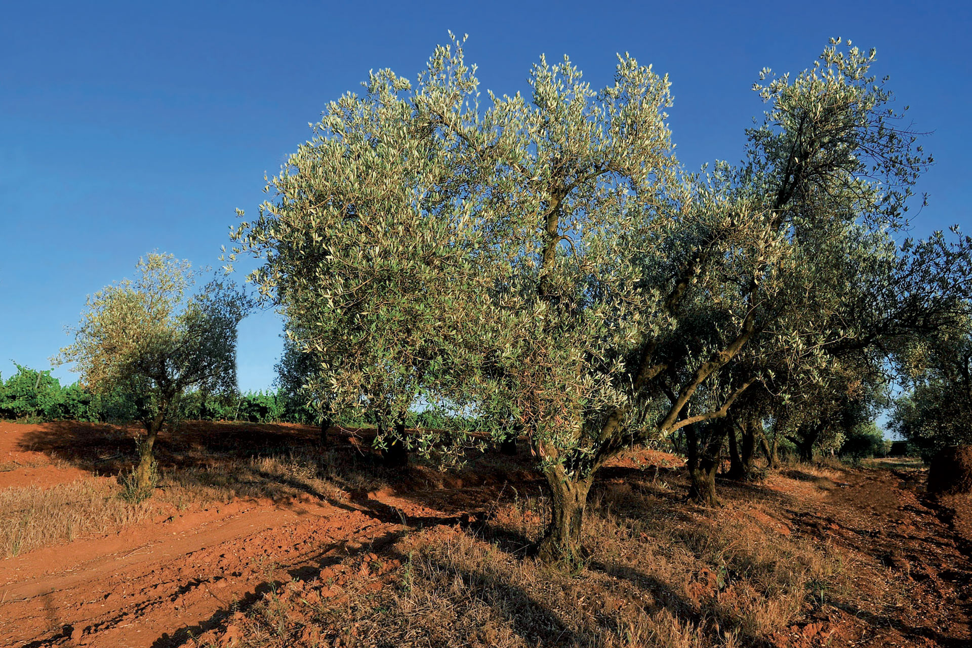 Château La Ferme Rouge | Galerie Photo