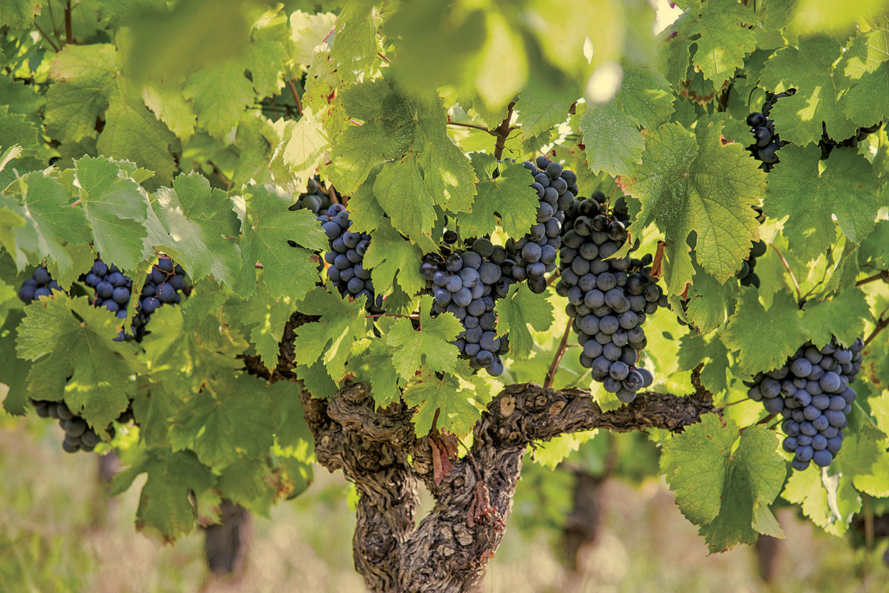 Château La Ferme Rouge | Galerie Photo