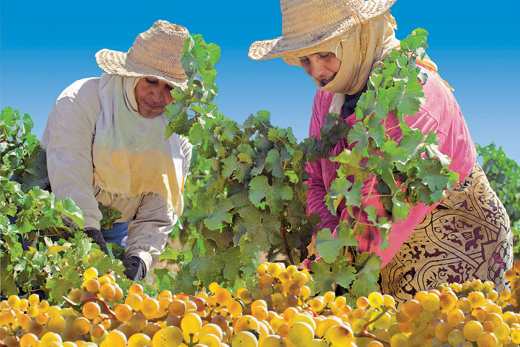Château La Ferme Rouge | Galerie Photo
