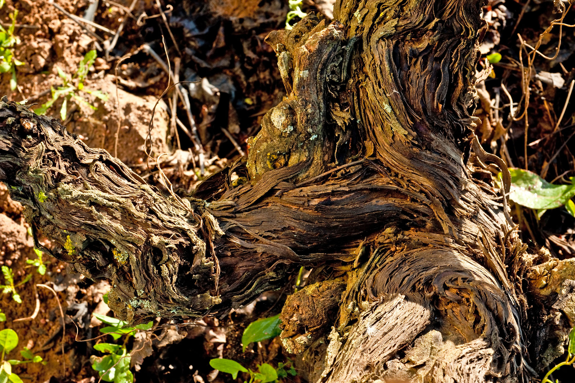 Château La Ferme Rouge | Galerie Photo