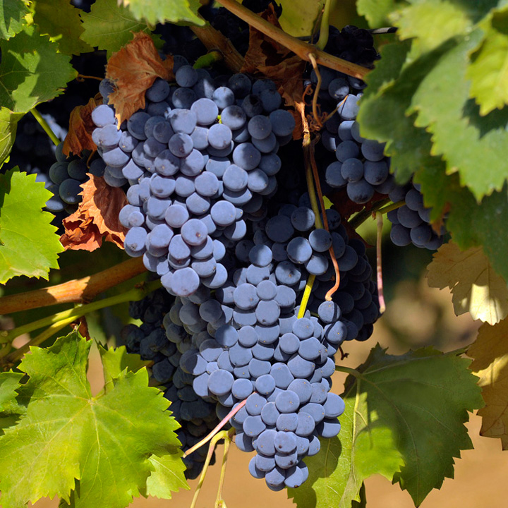 Château La Ferme Rouge | Thrills and passion at the heart of Morocco